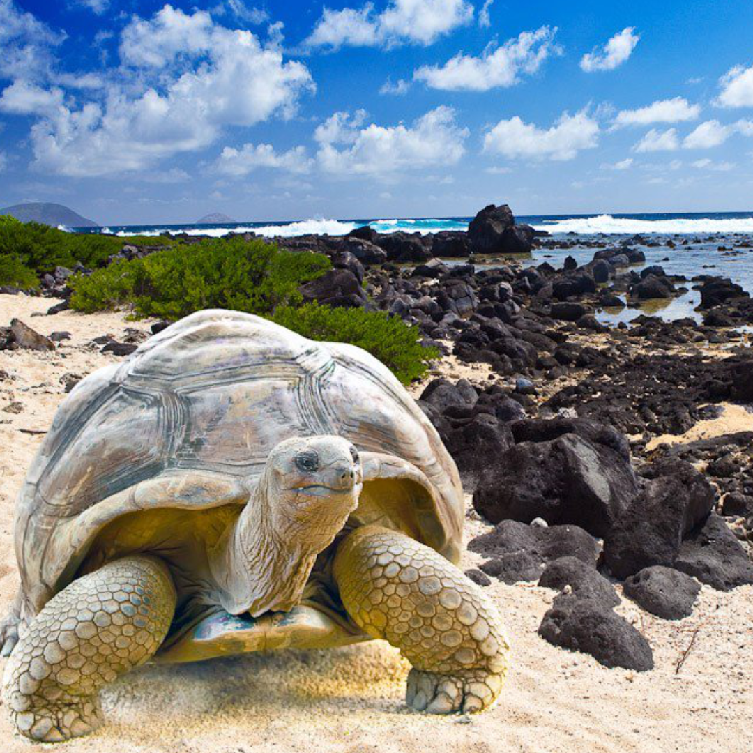 Ecuador Lives 【 Región Insular Galápagos