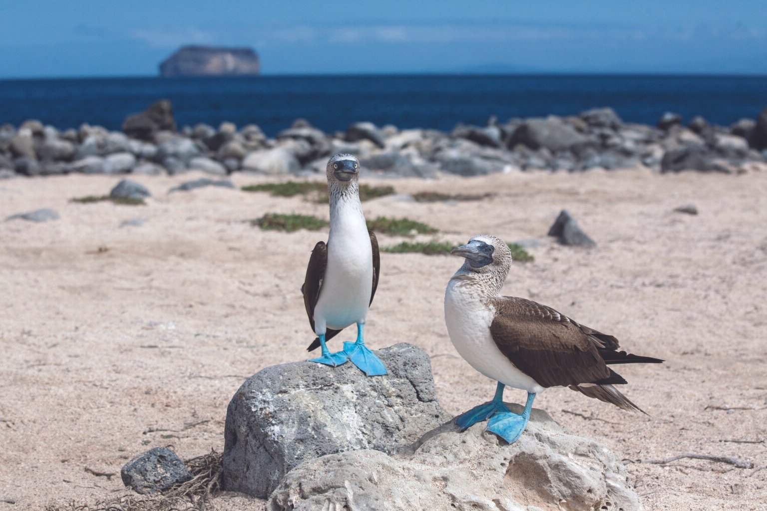 Ecuador Lives 【 Región Insular Galápagos