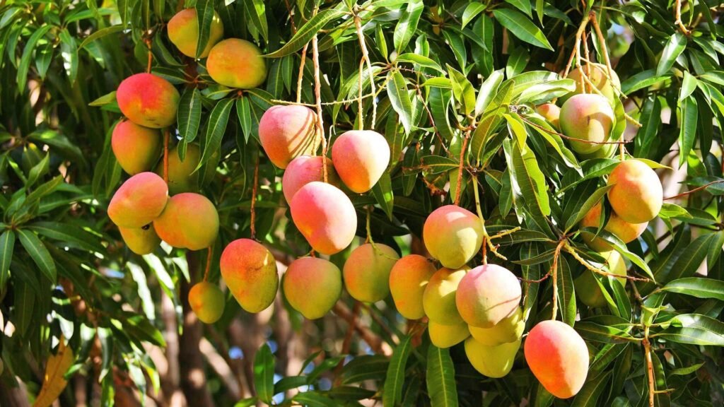 Los predios de mangos de exportación